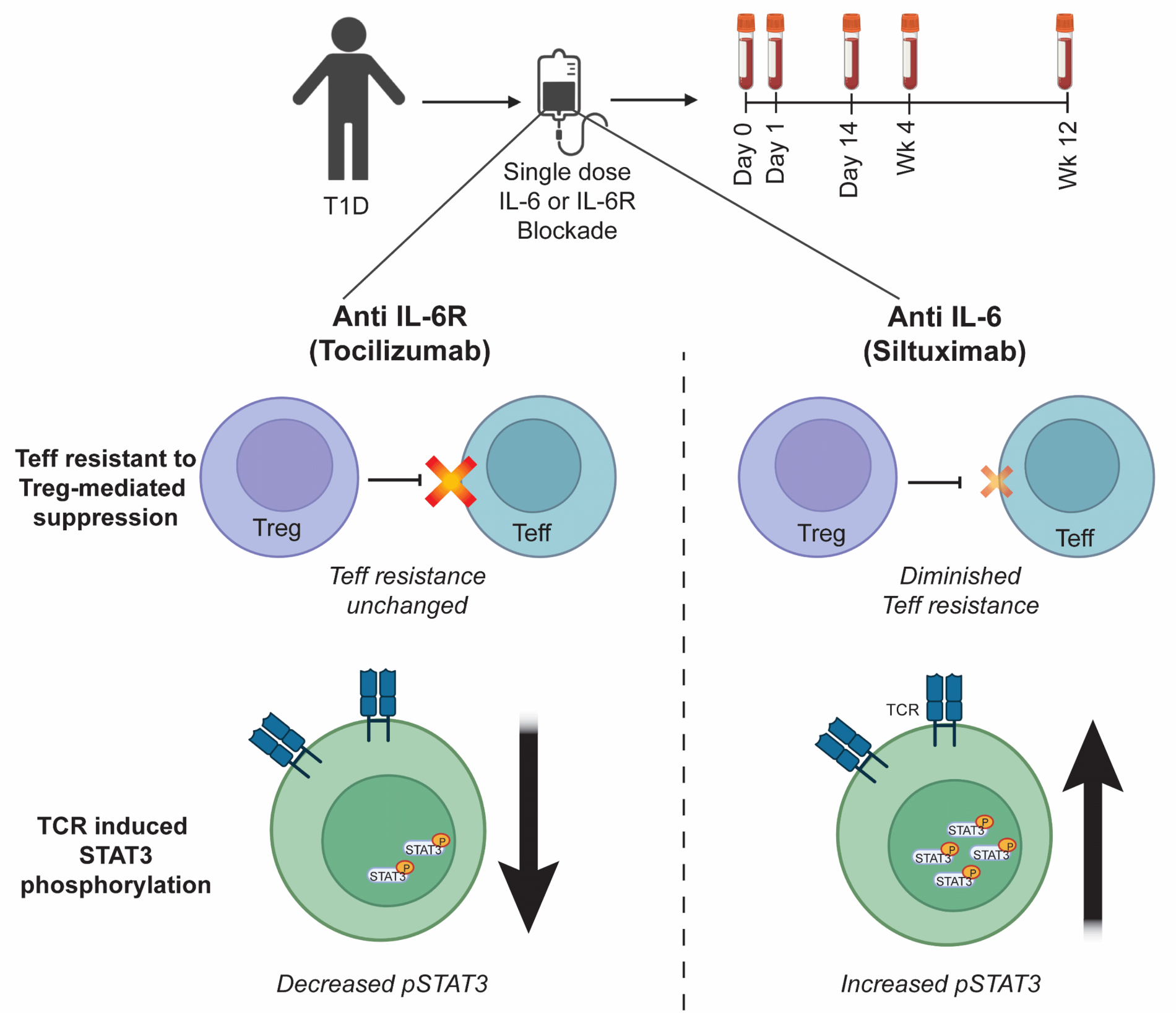 Altered T cell function in human autoimmune disease | Benaroya Research ...