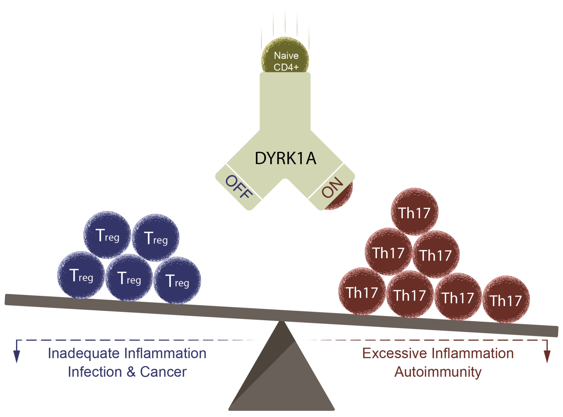 Understanding how DYRK1A regulates T cell biology | Benaroya Research ...