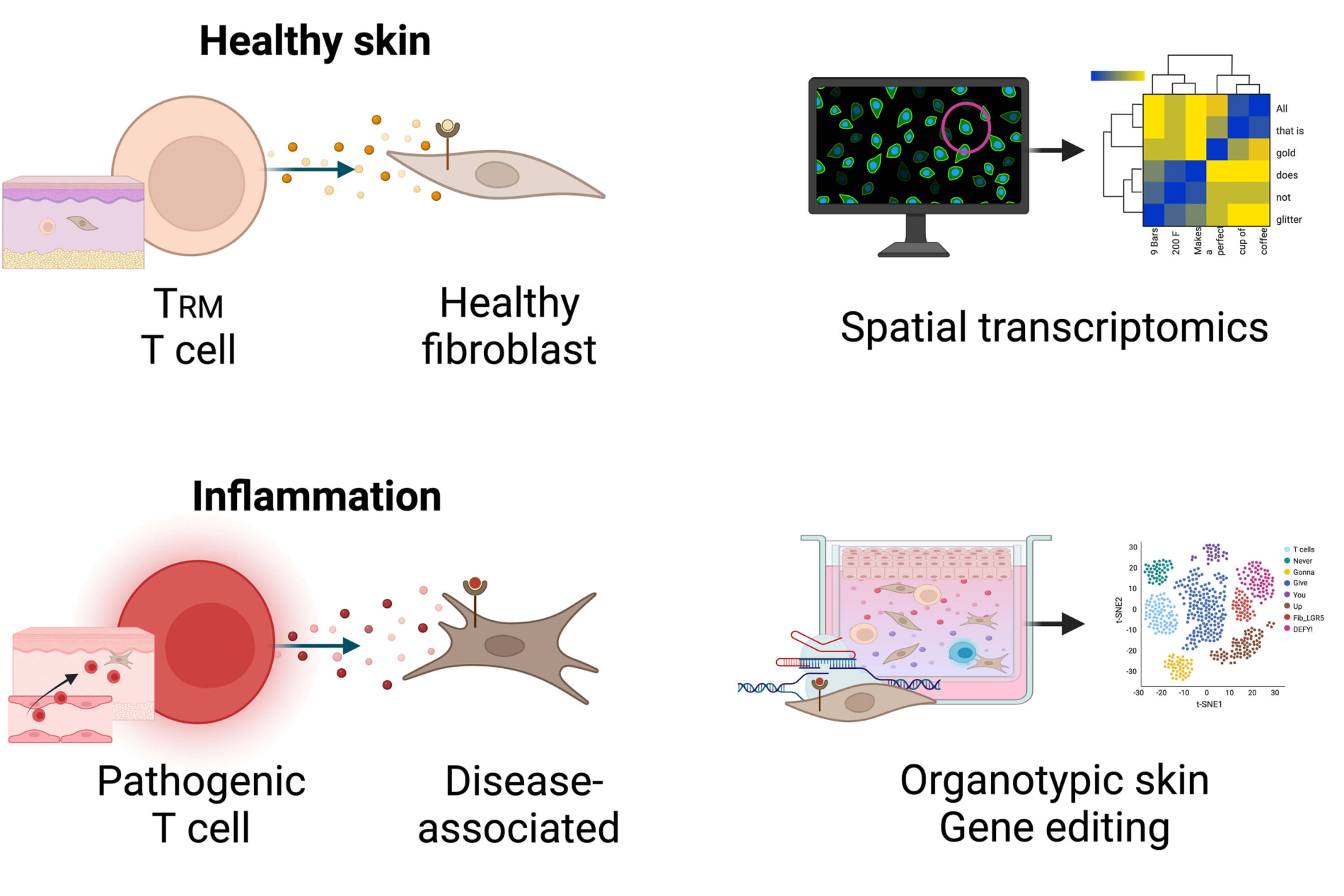 Skin T cell control of skin structural cells | Benaroya Research Institute