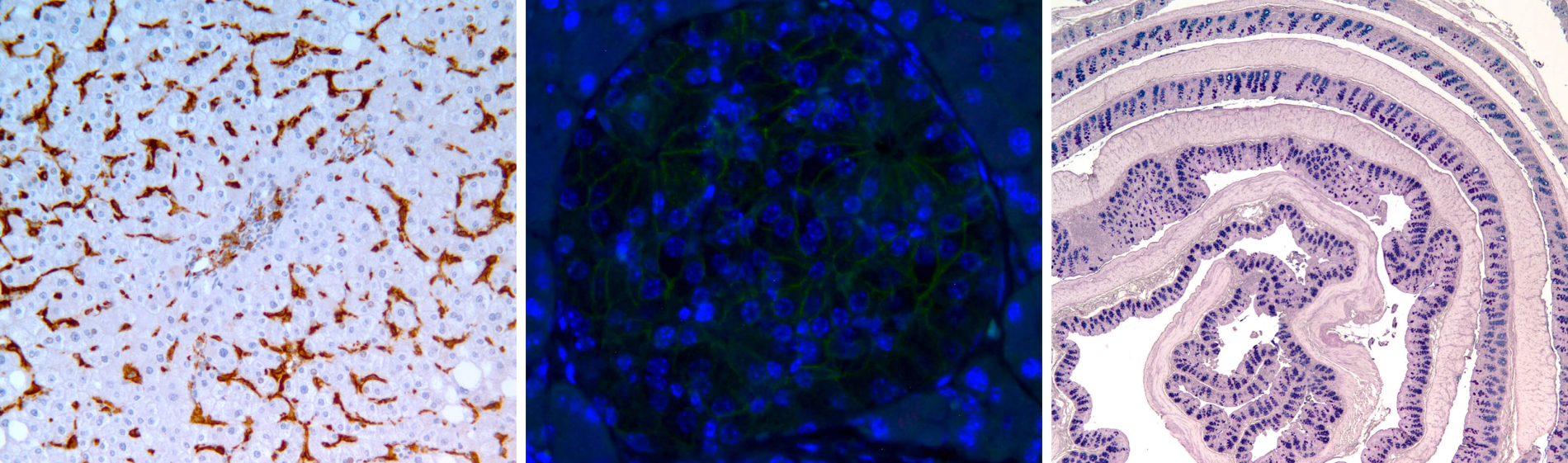 CATA Core: Histology | Benaroya Research Institute