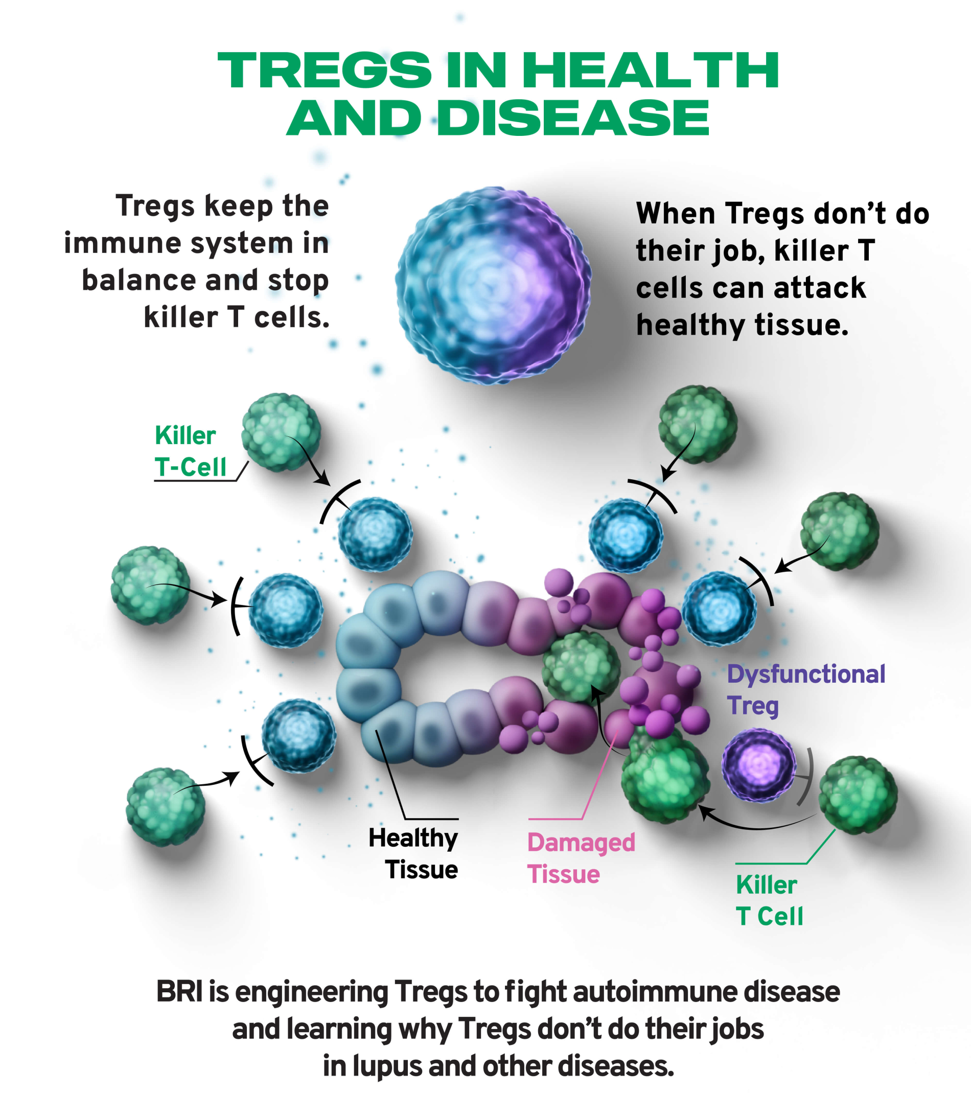 A New Approach to Autoimmune Disease Treatment Takes a Big Step Forward ...
