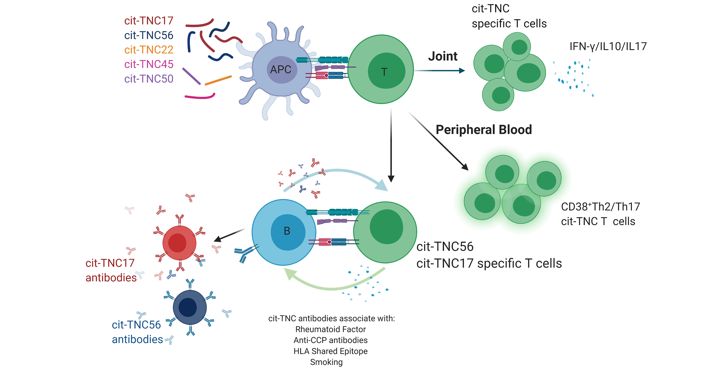 Antigen-specific T cells in autoimmunity | Benaroya Research Institute Antigen-specific T cells in autoimmunity | Benaroya Research Institute
