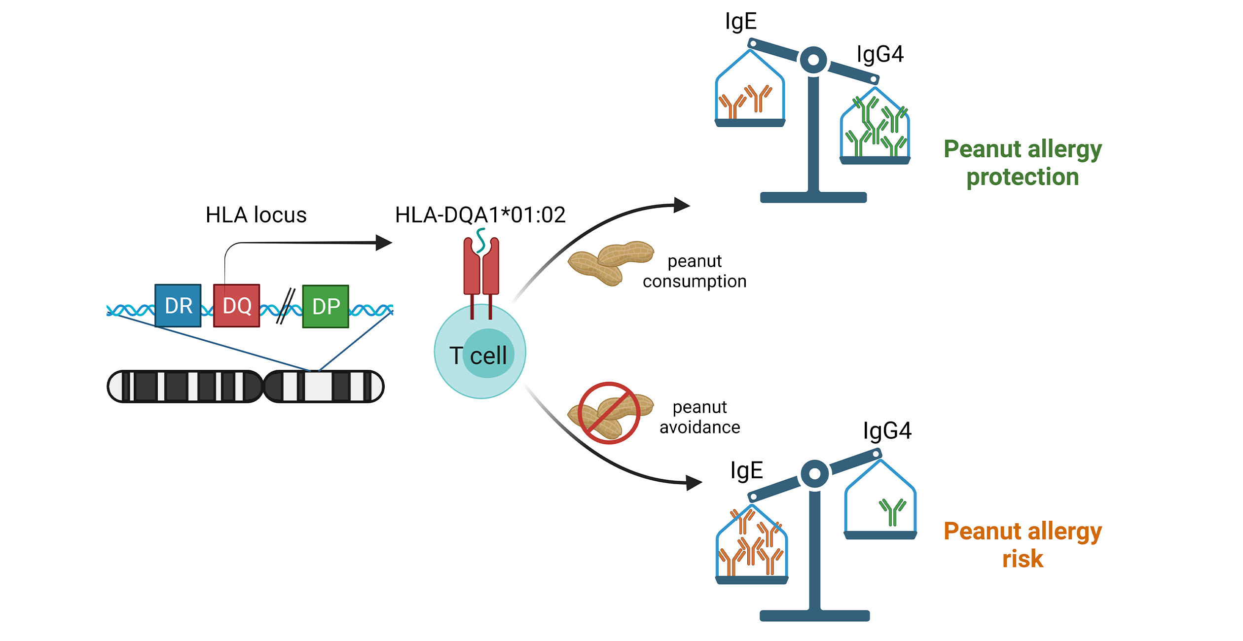 Genetics of response to allergy immunotherapy | Benaroya Research Institute