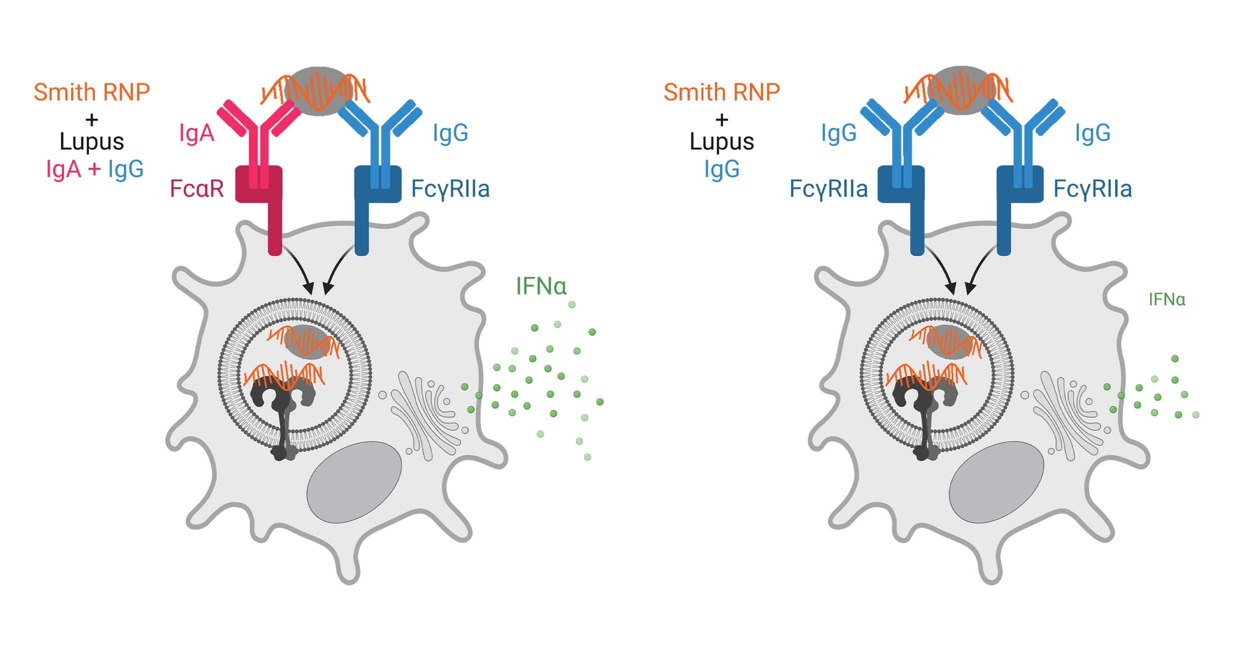 Immune complex activation of pDC IFNα production in lupus | Benaroya ...
