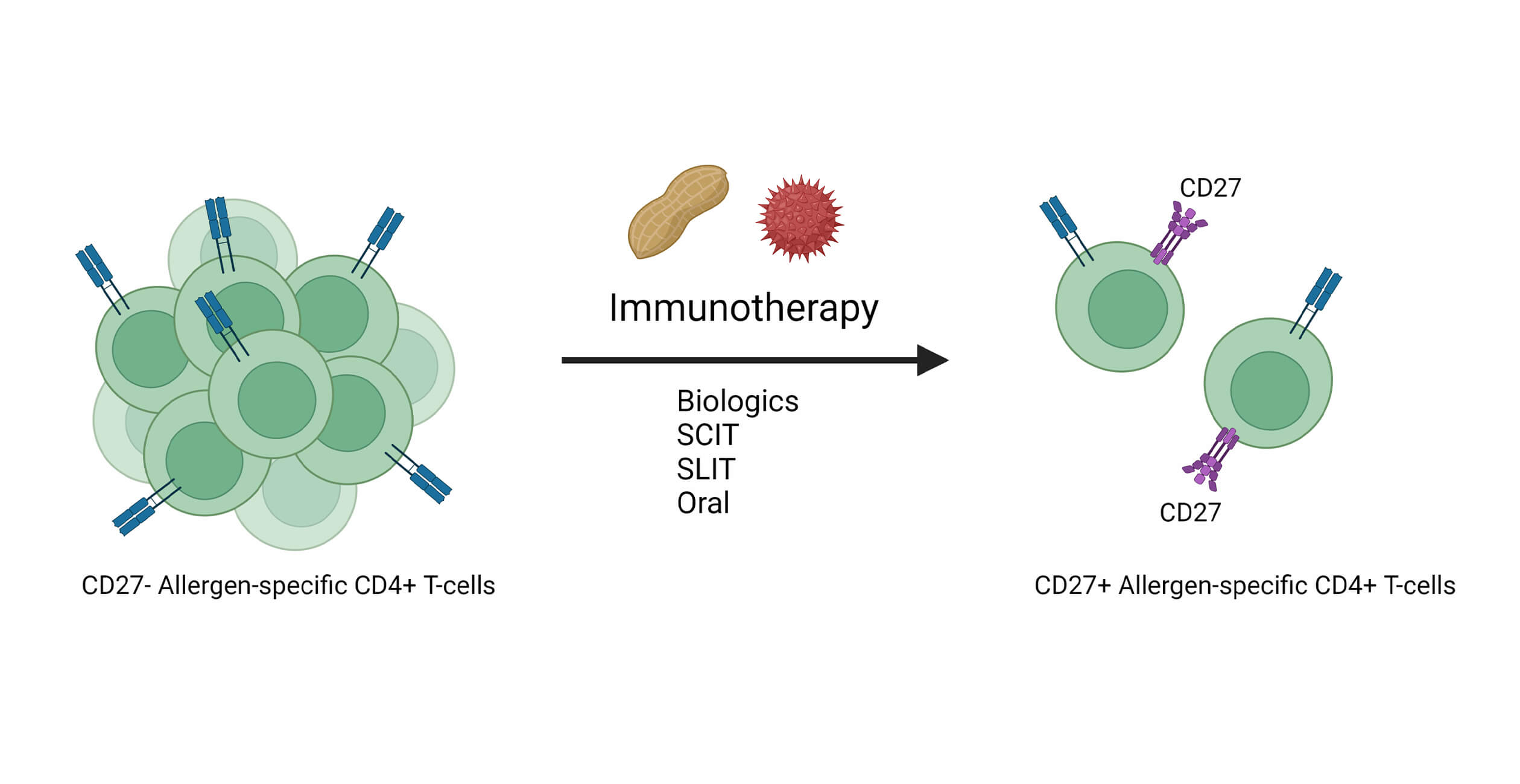 Allergen epitope specific CD4+ T cells | Benaroya Research Institute