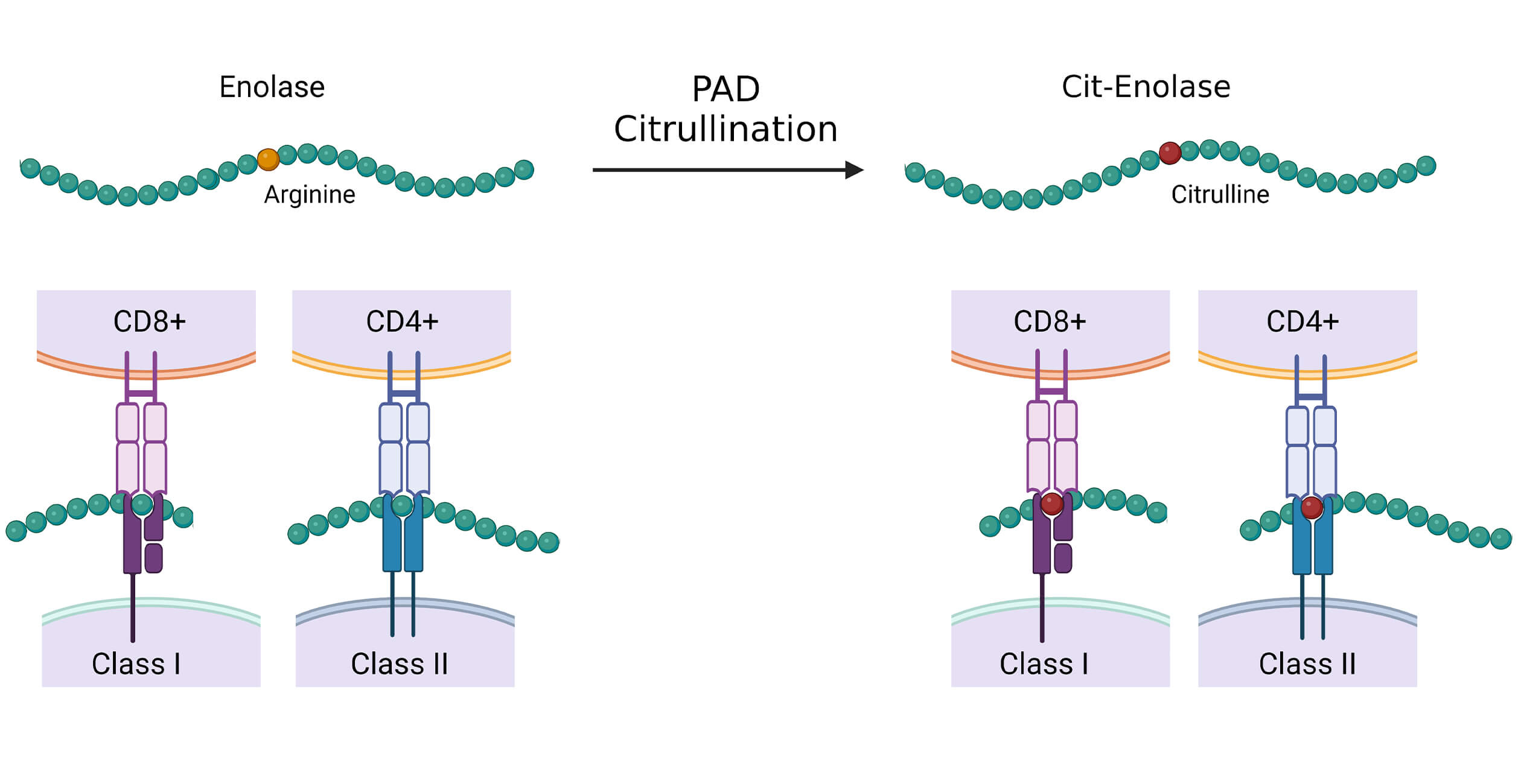 CD4+ and CD8+ T cells in Rheumatoid Arthritis | Benaroya Research Institute