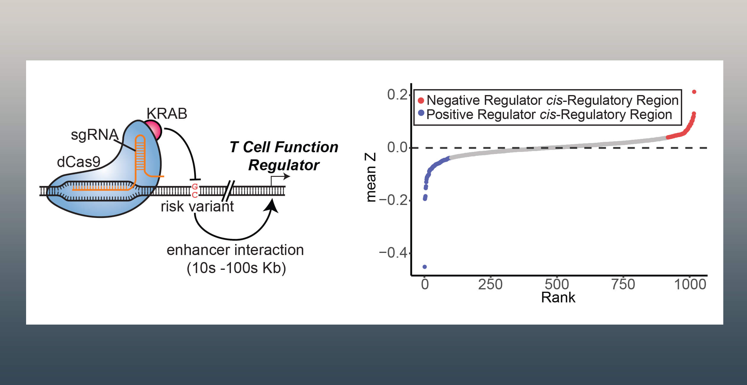 Mapping Cis Regulatory Regions That Control Immune Cell Function Genome