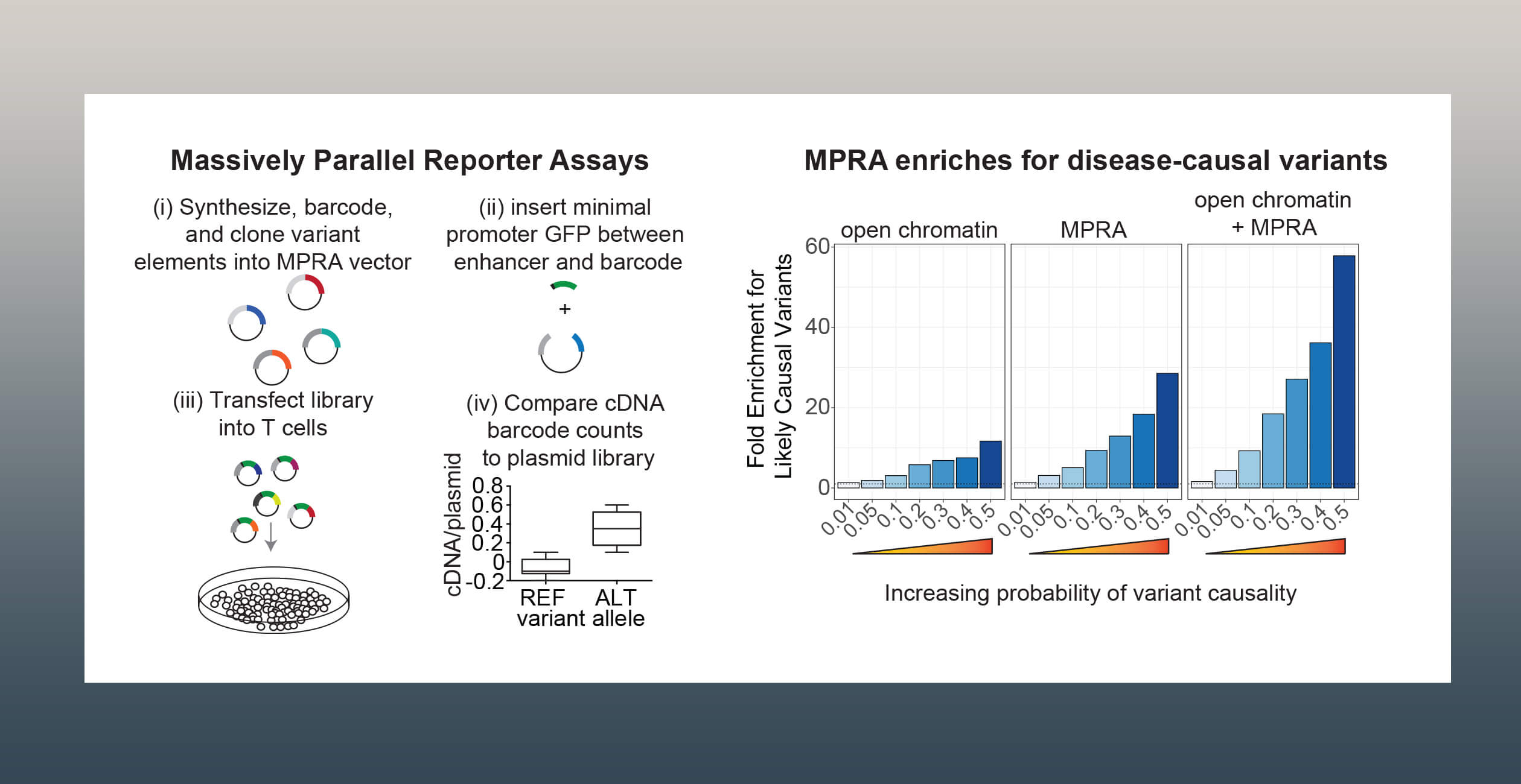 Prioritizing autoimmune disease-causal variants in immune cells | Benaroya Research Institute