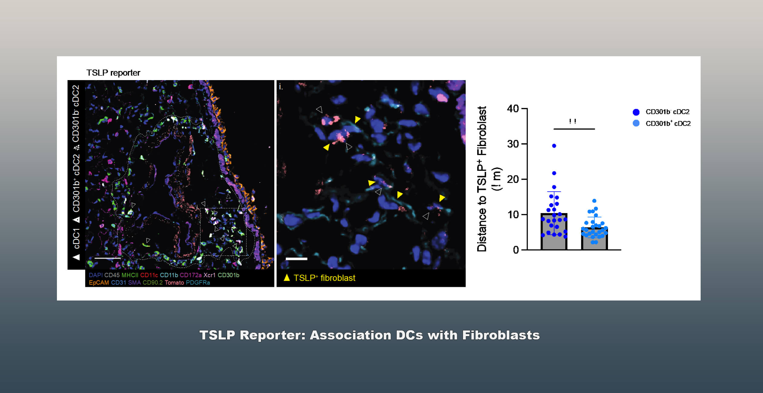 The role of TSLP and IL-33 in tissue homeostasis and inflammation ...