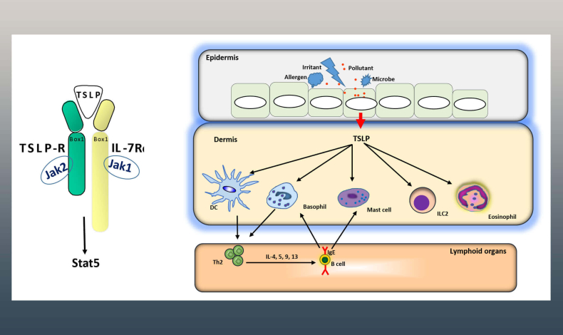What are Autoimmune Diseases? | Benaroya Research Institute